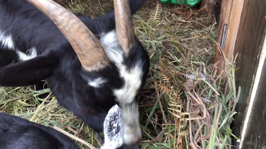 Brazilian Goat Eating Grass 스톡 동영상 비디오(100% 로열티프리) 29889877 | Shutterstock