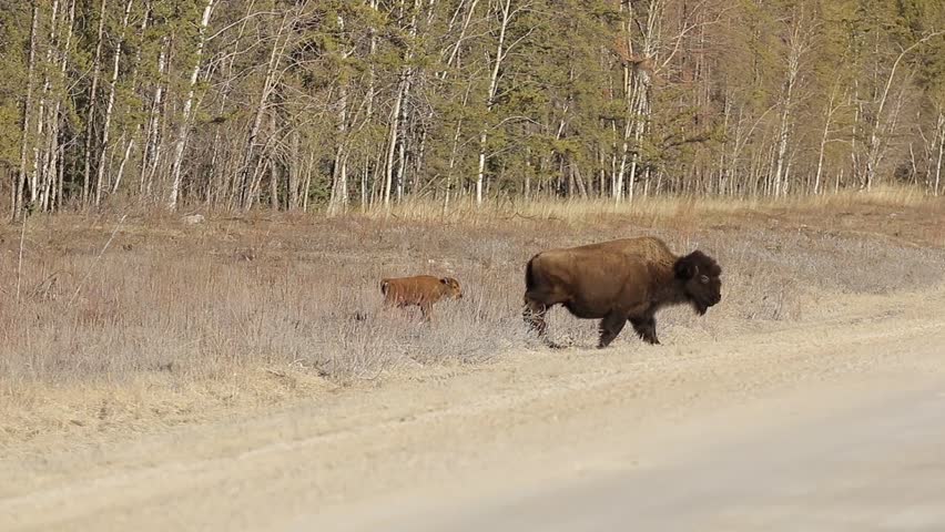 Buffalo poop Stock Video Footage - 4K and HD Video Clips | Shutterstock