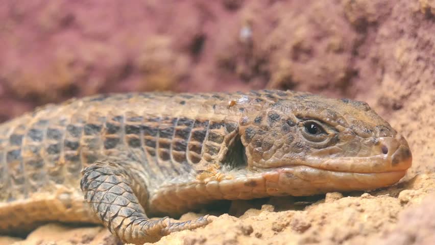 Gerrhosaurus - Plated Lizard In Vivarium For Reptiles. Gerrhosauridae ...