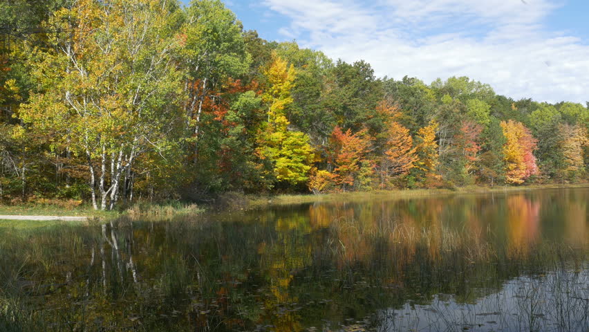 Overgrown Pond In Wildlife In Autumn Cloudy Day / Small Pond In Forest ...