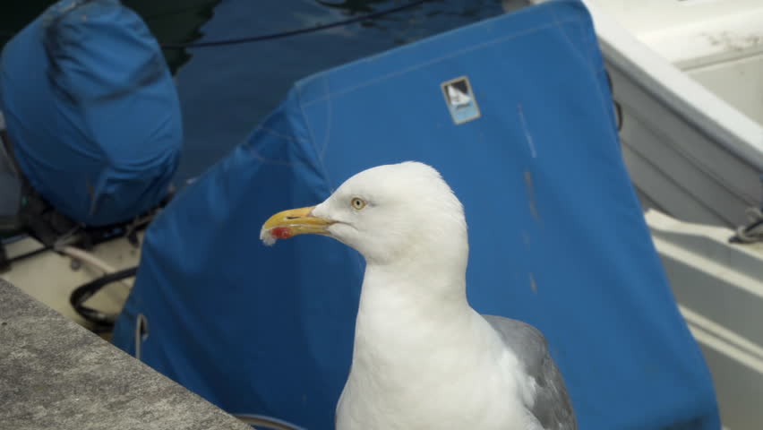 Close-up of seagull head image - Free stock photo - Public Domain photo ...