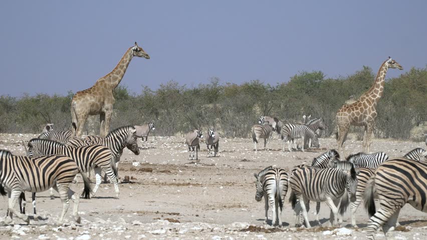 Giraffe Walking Through Herds Of Wildebeest During The Great Migration ...