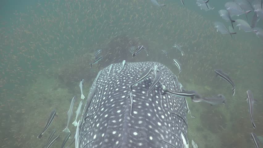 Spathidium Feeding On Motile Spirilla Bacteria. A Good View Of The ...