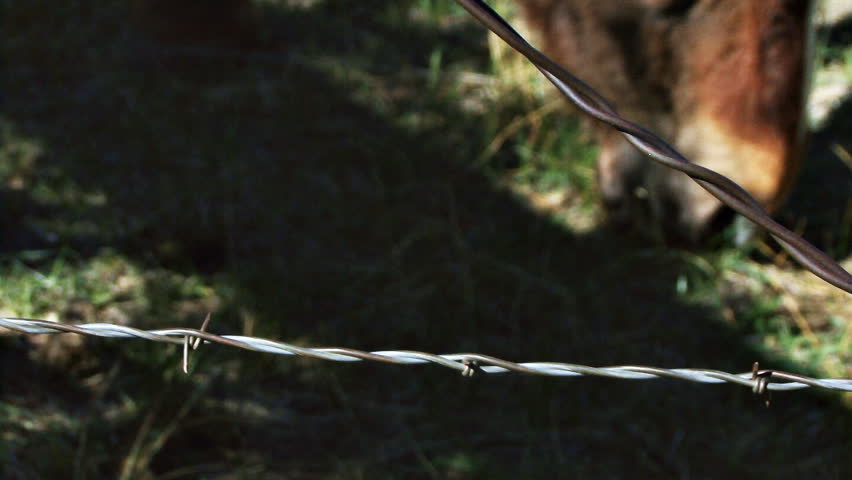 Close, Intimate Shot of Barbed Stock Footage Video (100% Royalty-free ...