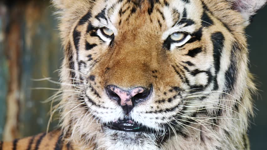 Close up Tiger Face Head Stock Footage Video (100% Royalty-free ...