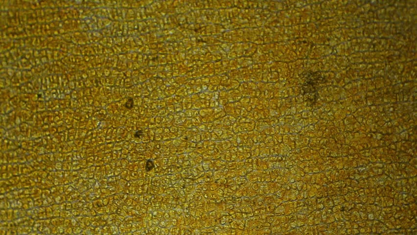 Tomato Under the Microscope, Background. Stock Footage Video (100% ...