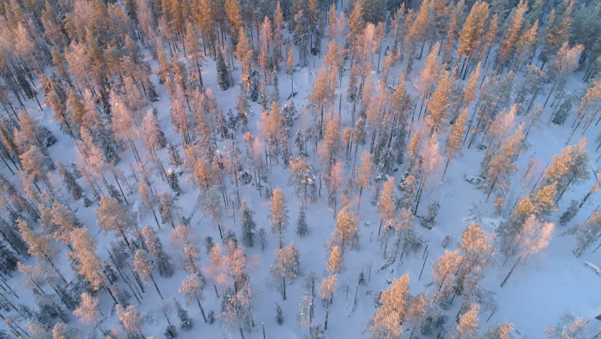 AERIAL TOP DOWN SPINNING: Flying Above Snowy Pine Trees In Winter ...