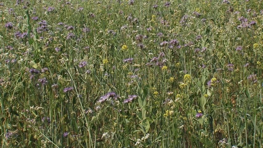 Field With Wild Flowers - Full Screen. Sowing Diverse Weed Flora ...