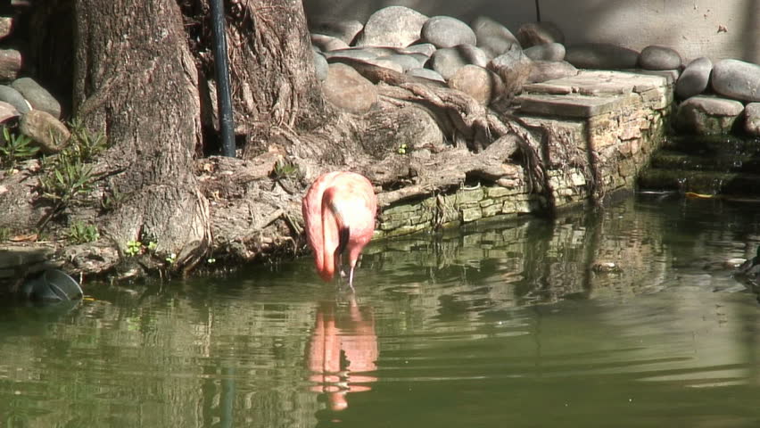 Pink Flamingo And Turtle In The Green Pond Stock Footage Video 318643 ...