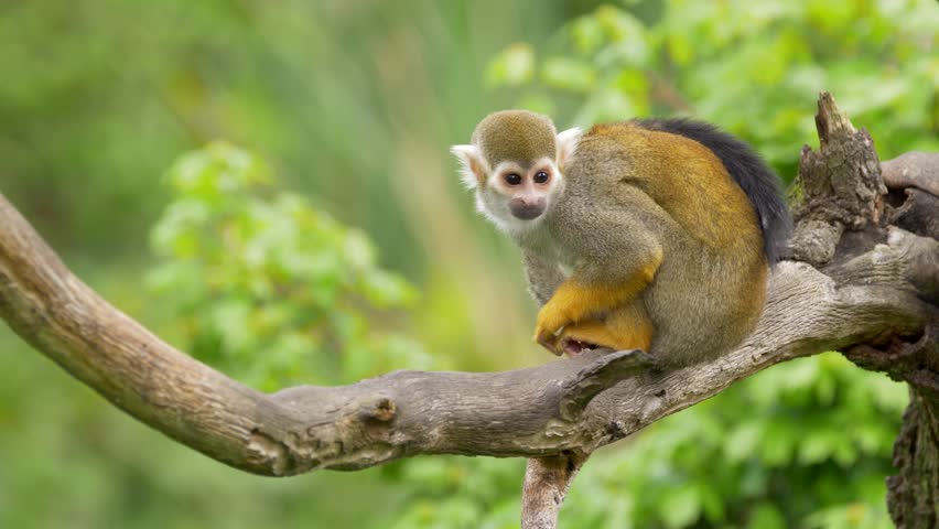 Common Squirrel Monkey (Saimiri Sciureus) Stock Footage Video 31596697 ...