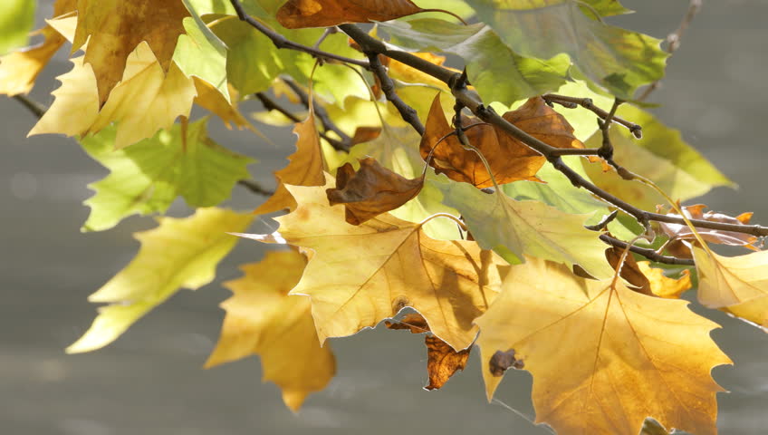Sun Shining Through Fall Leaves Blowing In Breeze Stock Footage Video ...