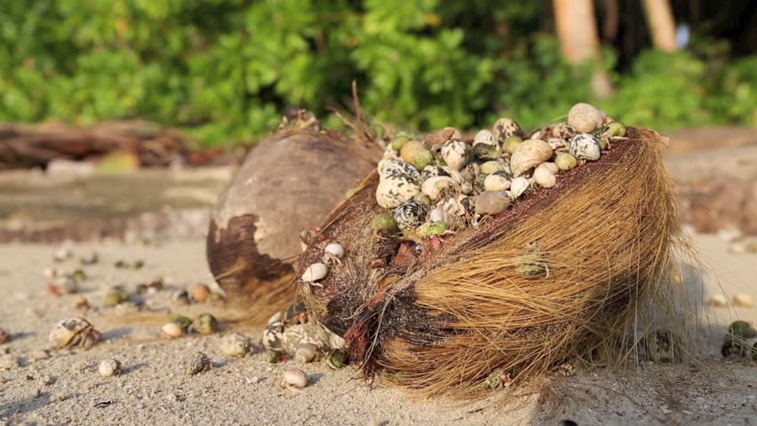 Stockvideo-Clip von Hermit crabs inhabit a fallen coconut husk ...