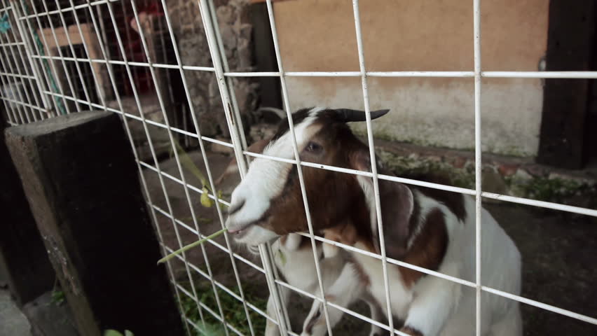 Stock video of goats fed alfalfa herbs. | 3203197 | Shutterstock