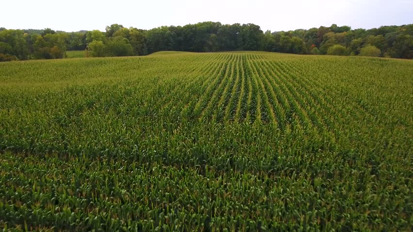 Landscape of Cornfields in Minnesota image - Free stock photo - Public ...
