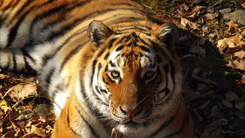 Growling Tiger In The Jungle Stock Footage Video 1841890 | Shutterstock