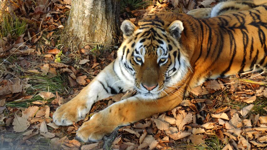 Growling Tiger In The Jungle Stock Footage Video 1841890 | Shutterstock