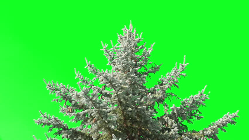 Bush In The Wind - Green Screen Stockvideos & Filmmaterial 5645918 ...