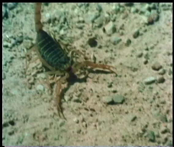 Close-up of Scorpion Crawling On Stock Footage Video (100% Royalty-free ...