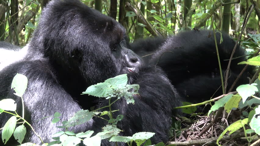 mountain gorilla, silverback with family in | 32645857 的库存视频 | Shutterstock
