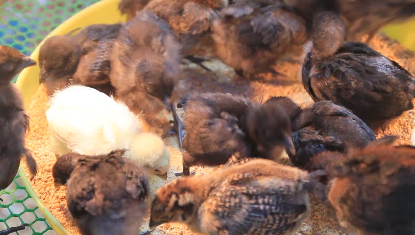 Japan Chicken in Poultry Farm. Stock Footage Video (100% Royalty-free ...