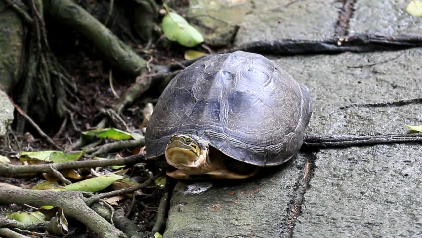 Stock video of turtles hide/ turtle hide the head | 3286157 | Shutterstock