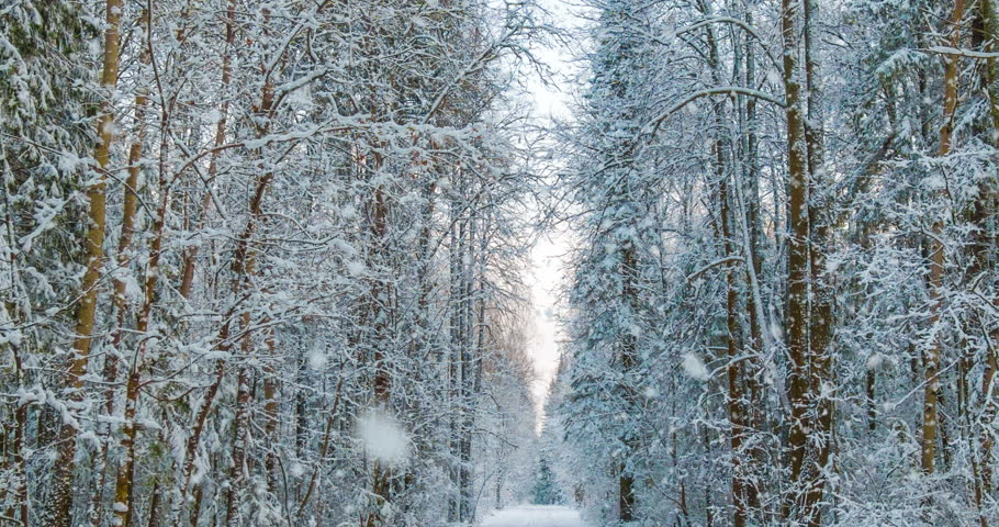 CINEMAGRAPH, 4k, Falling Snow In The Winter Forest, Loop Stock Footage ...