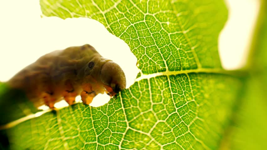 Caterpillar Eating Leaf