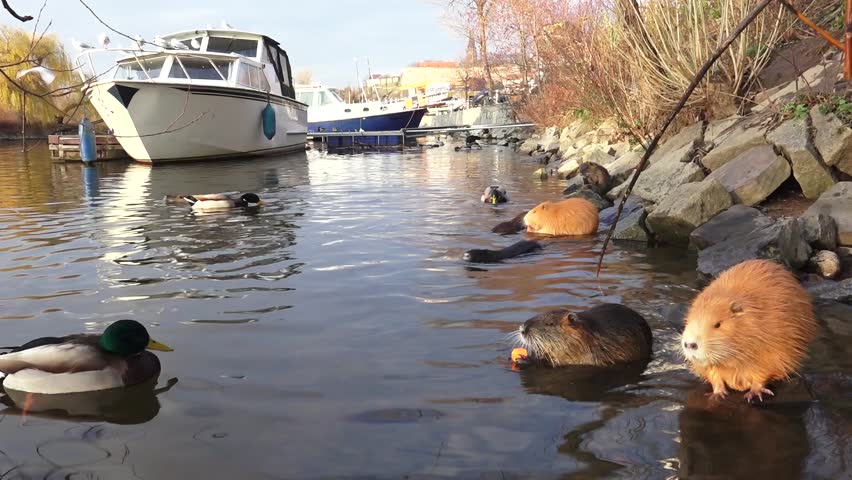 Fluffy Furry Animals Eating, Playing, Feeding And Grooming On The River ...