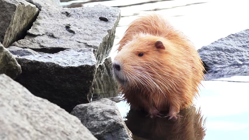Fluffy Furry Animals Eating, Playing, Feeding And Grooming On The River ...