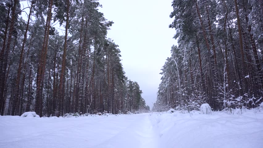 Alaska Snowfall Trees. Trees Covered In Snow After A Blizzard In Alaska ...