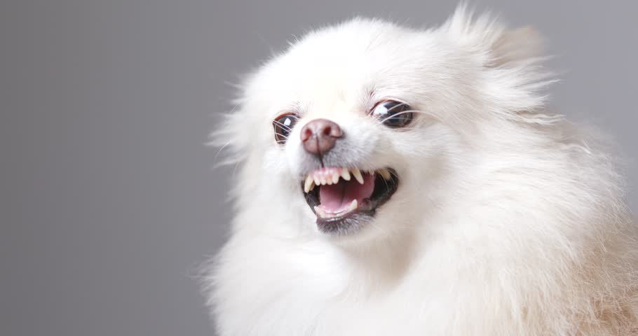 Stock video of angry pomeranian dog | 33542167 | Shutterstock