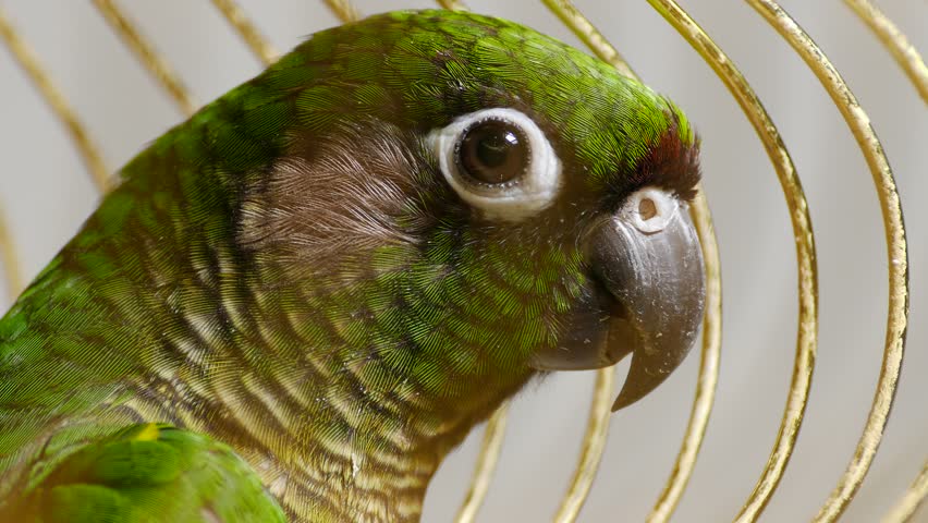 Close up detail of the parrot image - Free stock photo - Public Domain ...