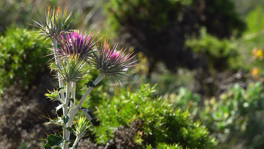 Spiky Flower Petals image - Free stock photo - Public Domain photo ...
