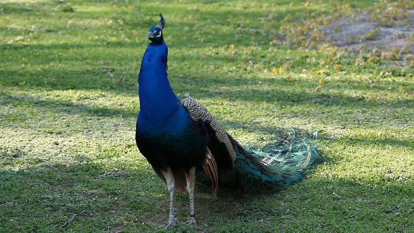 Peacock In Heat Around Peafowl Stock Footage Video 100 Royalty Free 3432127 Shutterstock