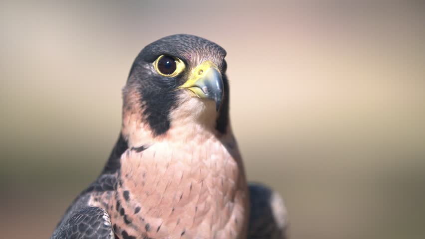 Peregrine Falcon image - Free stock photo - Public Domain photo - CC0 ...