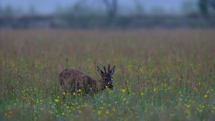 Deer in the flower meadow image - Free stock photo - Public Domain ...