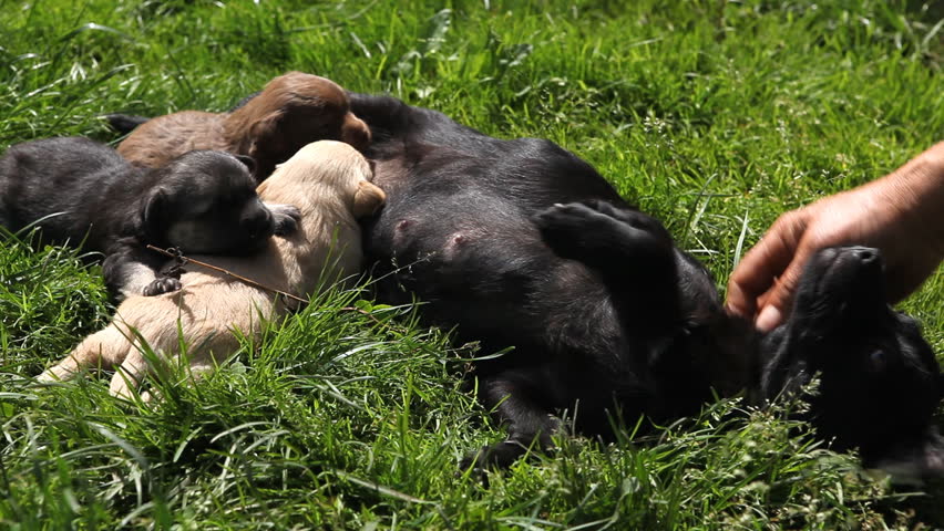 Beautiful Adorable Cute Puppies, Cubs Newborn Dogs Looking For Friends ...