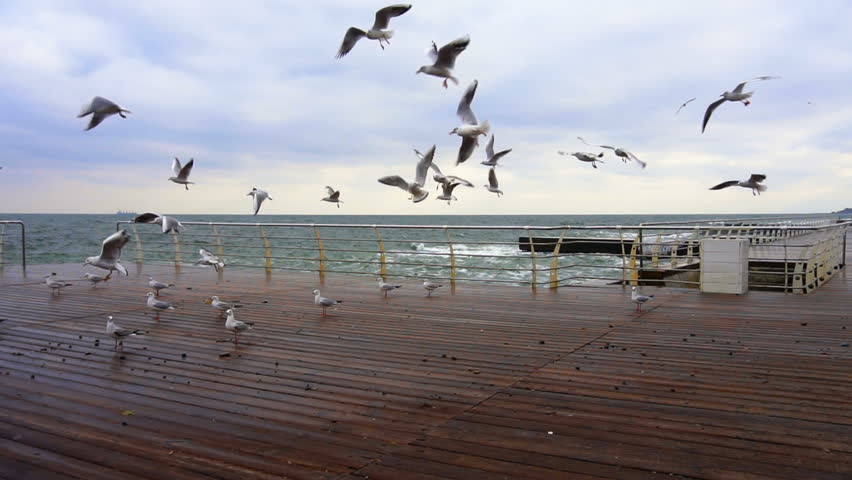 Several Seagulls on the Pier image - Free stock photo - Public Domain ...