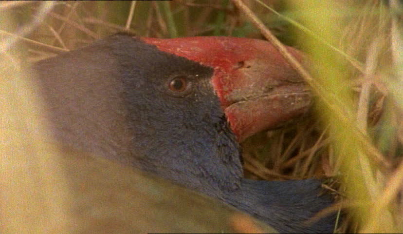 Pukeko Stock Footage Video (100% Royalty-free) 3517217 | Shutterstock