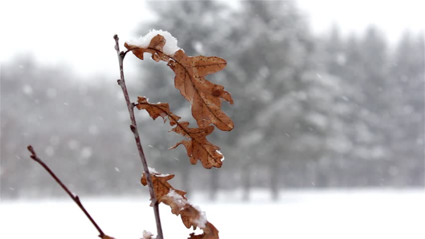 Heavy Snowfall Lake-effect Snow,snowfall in Stock Footage Video (100% ...