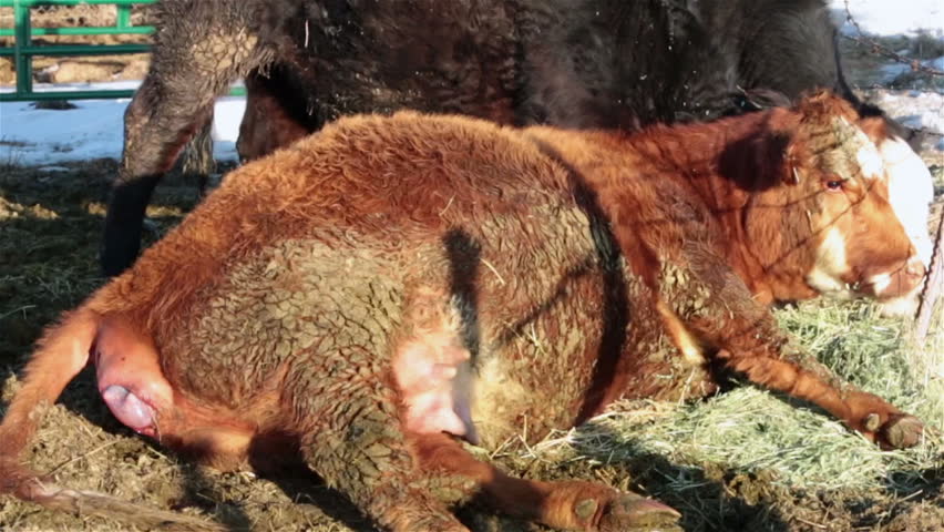 Female Cow In Labor Pains Ready To Give Birth. Black Angus Mixed Breed ...