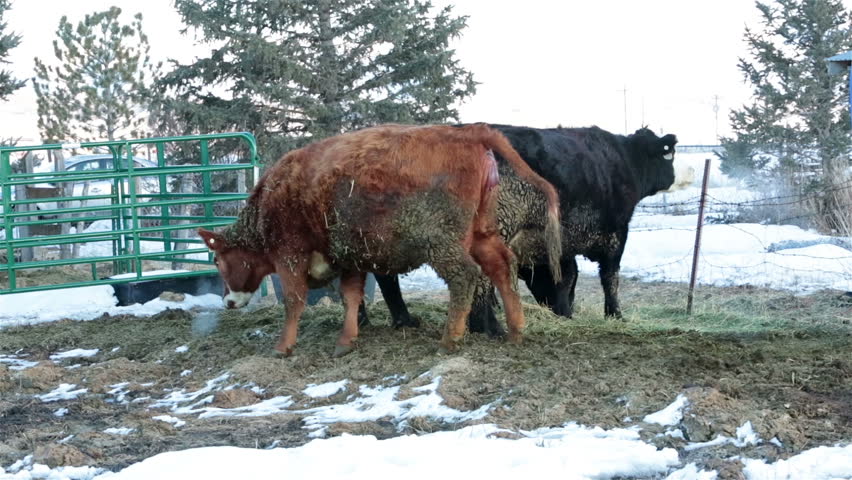 Pregnant Female Cow in Labor Stock Footage Video (100% Royalty-free ...