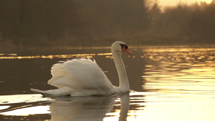 SLOW MOTION: Swan Swimming In A Lake Stock Footage Video 3590393 ...