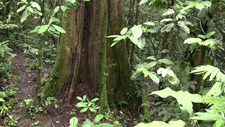 Curare Vine (Chondrodendron Tomentosum) Stock Footage Video 356893 ...