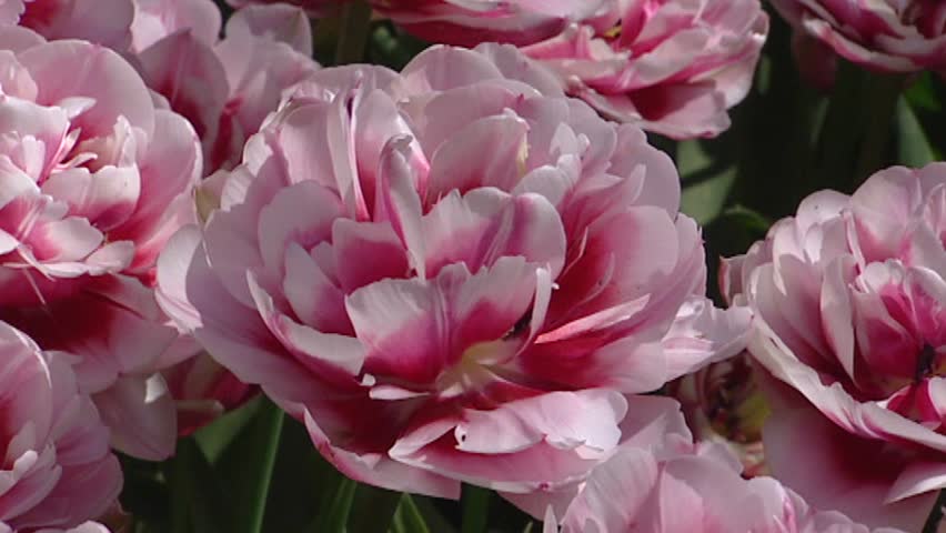 Dutch Tulip Border Pink - Full Screen Stock Footage Video 3615716 ...