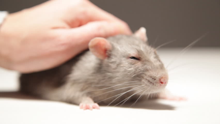 Stock video of a man plays with a rat | 3626957 | Shutterstock