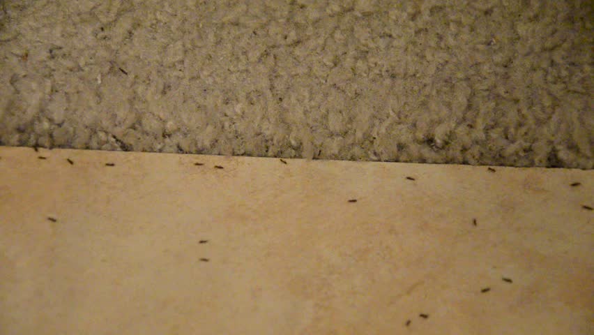 House Infested with Ants On Stock Footage Video (100% Royalty-free ...