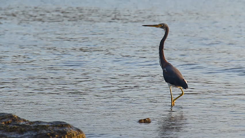 Heron Costa Rica 2. a Stock Footage Video (100% Royalty-free) 3675257 ...