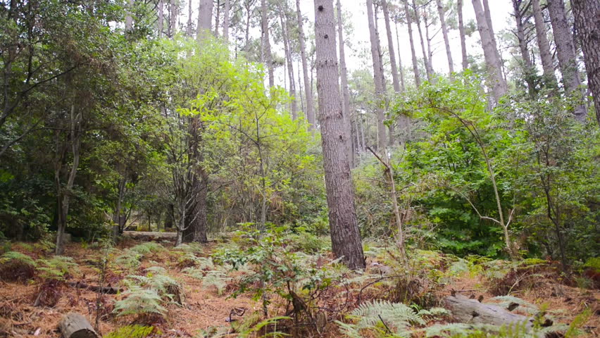 Stock video of autumn green forest in south africa | 3687047 | Shutterstock