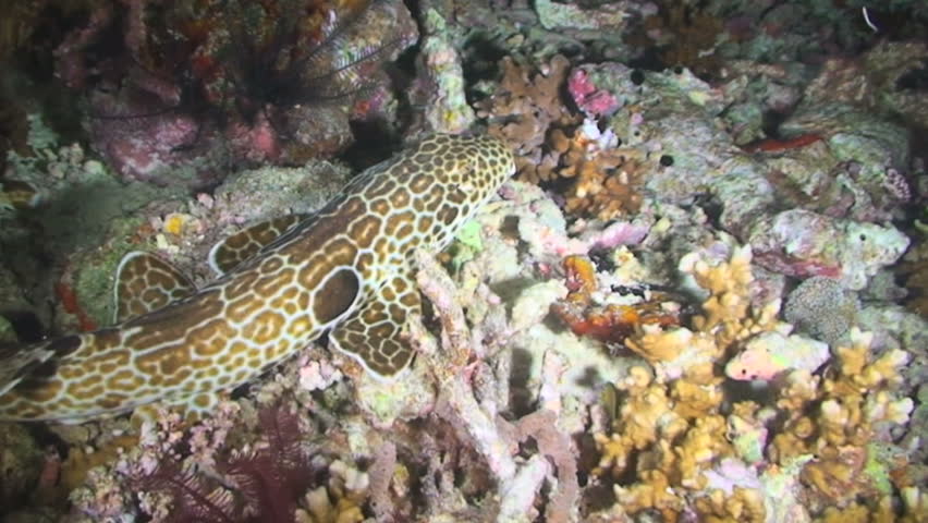 The Walking Shark, Epaulette Shark, Hemiscyllium Ocellatum, Papua New ...